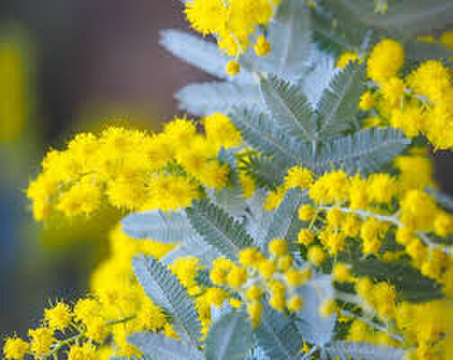 現物 ＜1点のみ＞ 大きな♡ ミモザ の木 銀葉アカシア | iichi 日々の暮らしを心地よくするハンドメイドやアンティークのマーケットプレイス