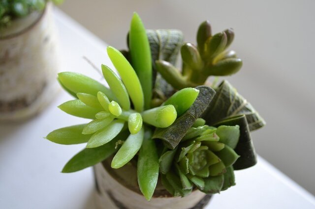 new Forest （S） | iichi ハンドメイド・クラフト作品・手仕事品の通販