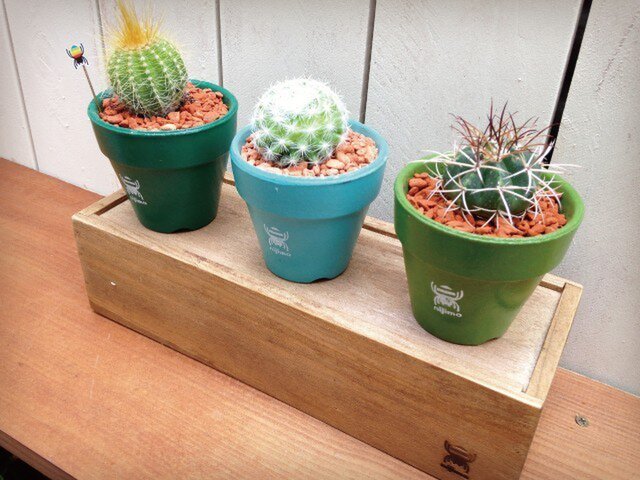 nijimo ミニサボテン木箱セット〈002〉 | iichi 日々の暮らしを心地よくするハンドメイドやアンティークのマーケットプレイス