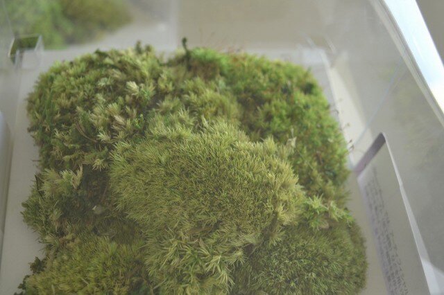 Interior Art green dot moss S | iichi 日々の暮らしを心地よくするハンドメイドやアンティークのマーケットプレイス