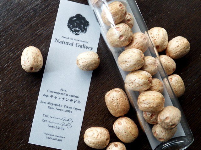 Seed mania bottle “Lapsi fruit” | iichi ハンドメイド・クラフト作品・手仕事品の通販