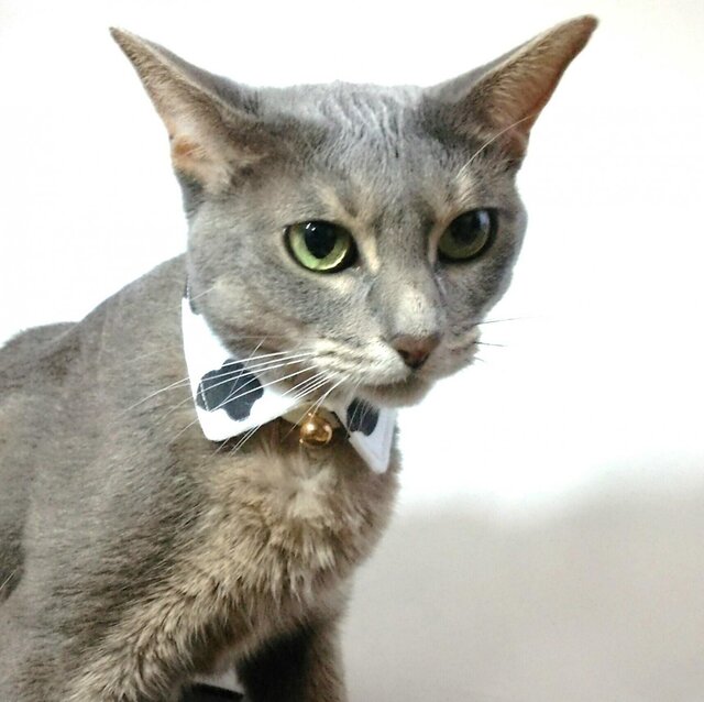 ホルスタイン柄 襟つきカラー（首輪）（鈴）【S/M/L】 | iichi 日々の暮らしを心地よくするハンドメイドやアンティークのマーケットプレイス